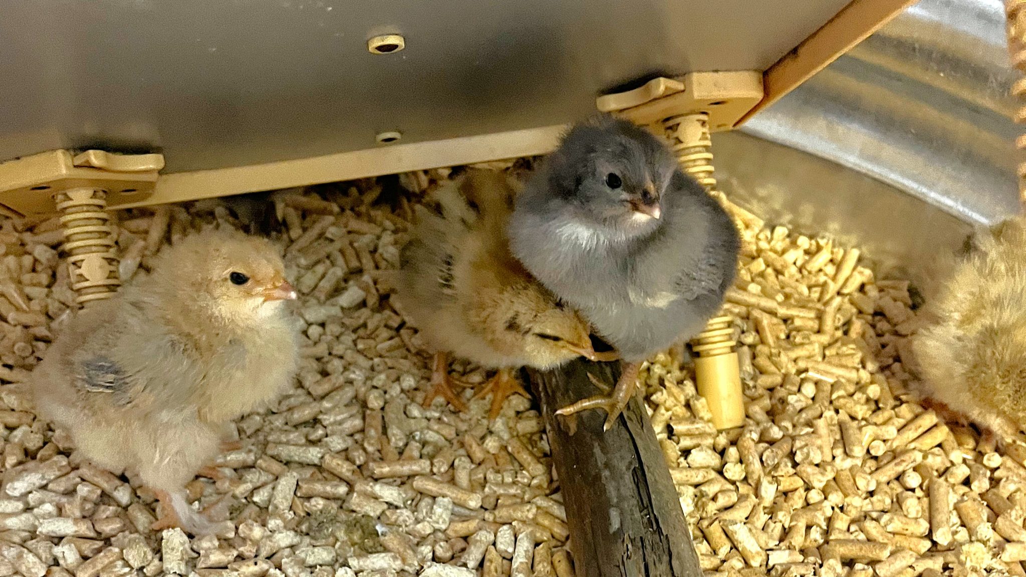 How Egg Incubators Are Teaching Students Crucial Social-Emotional ...