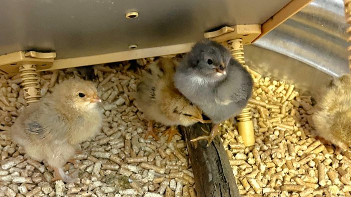 How Egg Incubators Are Teaching Students Crucial Social-Emotional ...